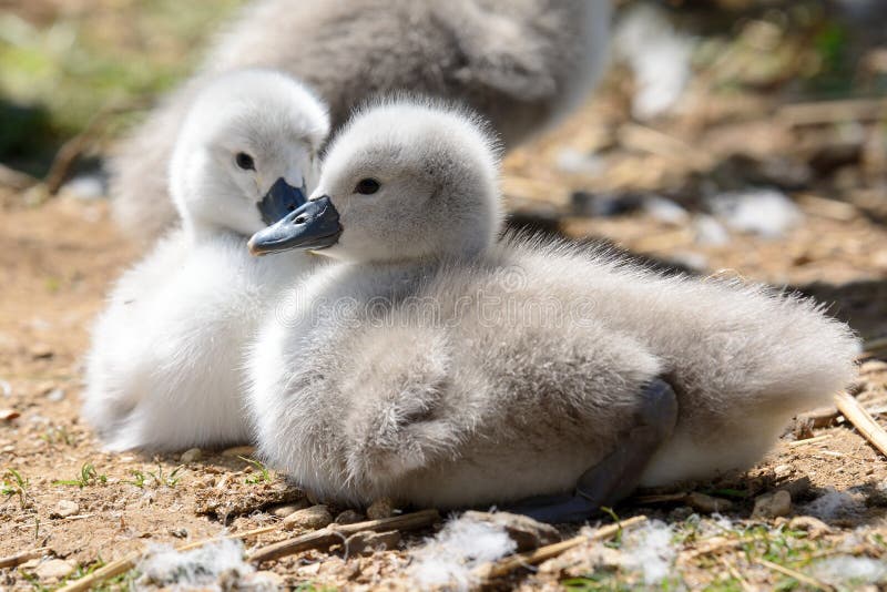 Cygnets stock image. Image of swans, grey, springtime - 93445093