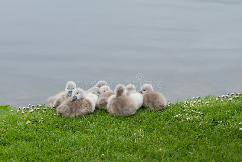 Cygnets stock image. Image of cygnet, grass, flapper - 40927015