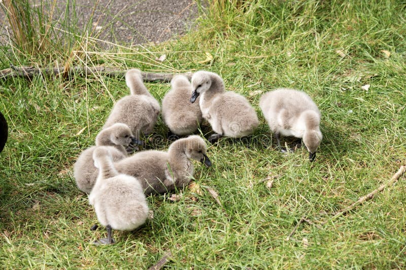 The Cygnets are Gathered Together Stock Image - Image of nature ...