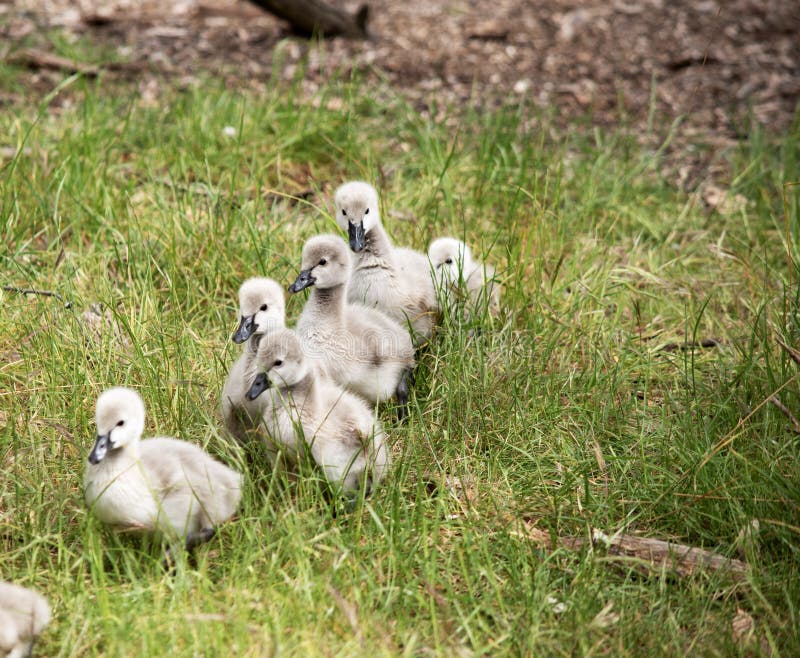 The Cygnets are Lined in a Row Stock Photo - Image of nature, fluffy ...