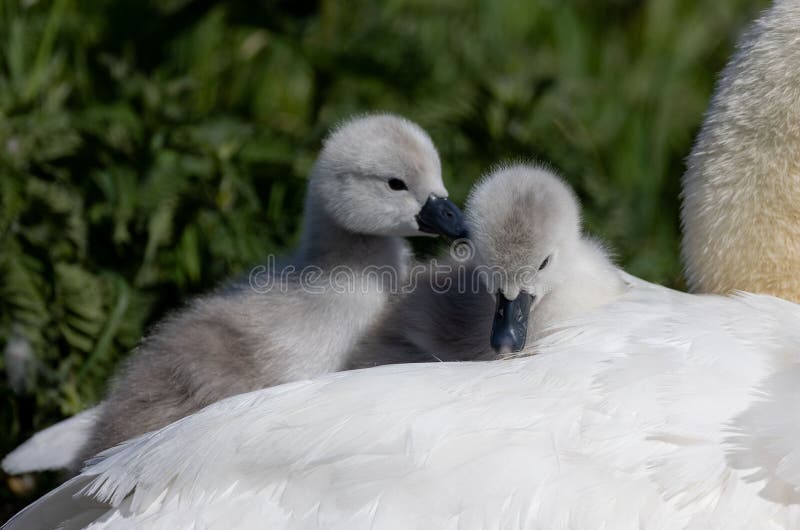 Cygnets Resting on Swan stock photo. Image of beauty - 385135818