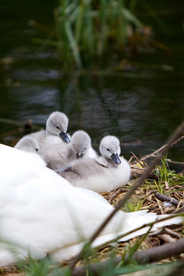 Cygnets on their nest stock photo. Image of cygnets, birds - 15635720