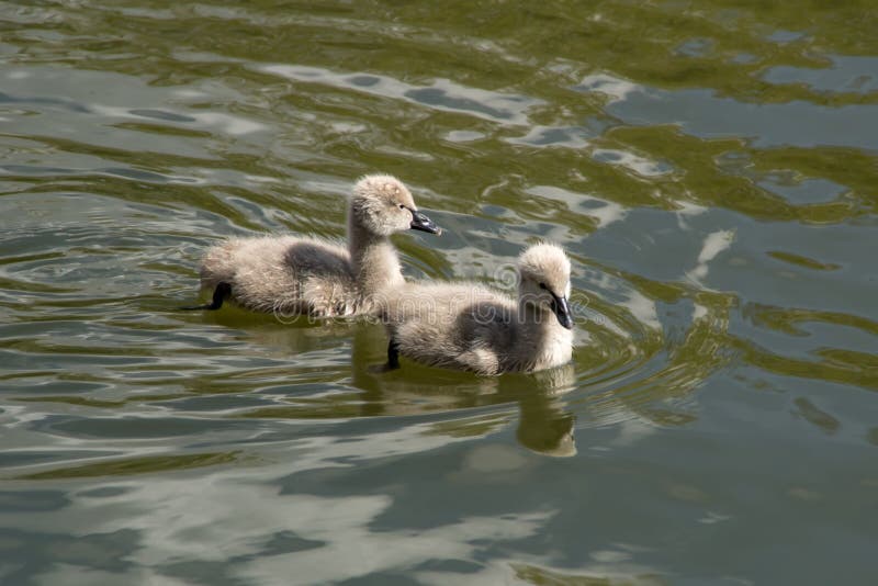 Cygnets stock image. Image of cygnet, young, swan, little - 245480441