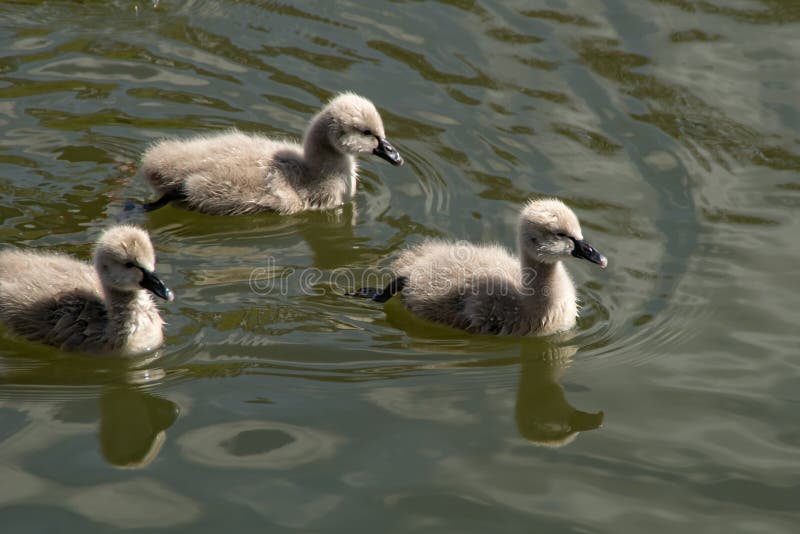 Cygnets stock image. Image of family, young, cute, life - 245480451