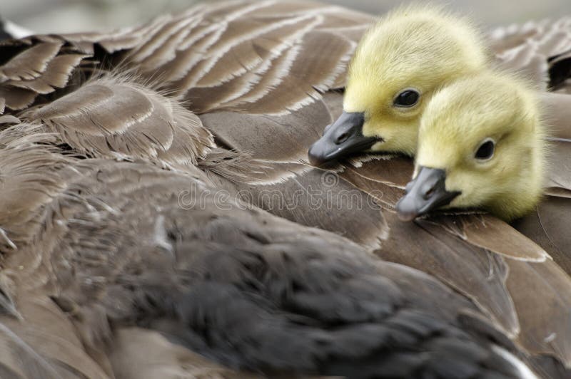 Welwyn Garden, England: Young Cygnets Picture. Image: 28028186
