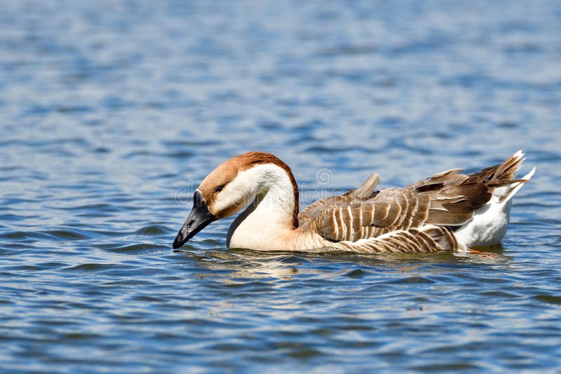Oca del cigno fotografia stock. Immagine di uccello, selvaggio - 20701086