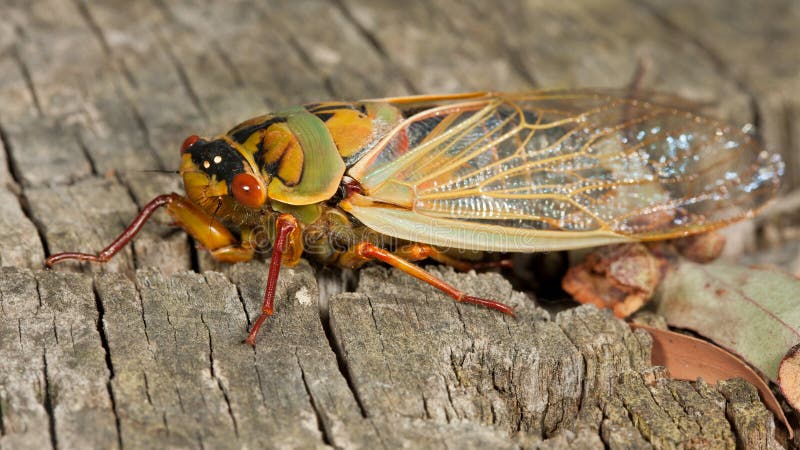 7,920 Cykada zdjęć stockowych - bezpłatne i z licencją Royalty Free od ...