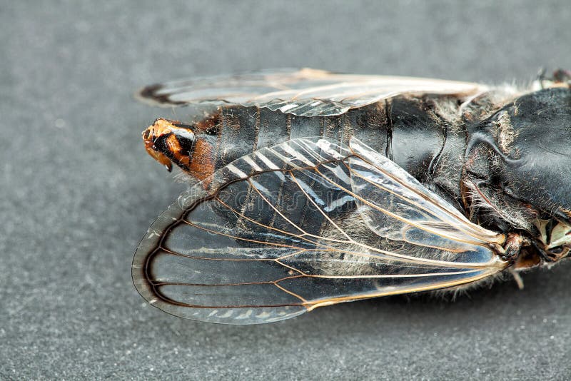 Cykada zdjęcie stock. Obraz złożonej z istota, natura - 14903642