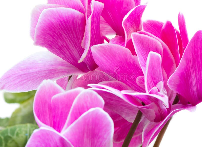 Cyklamen menchii kwiat obraz stock. Obraz złożonej z purpury - 39404249