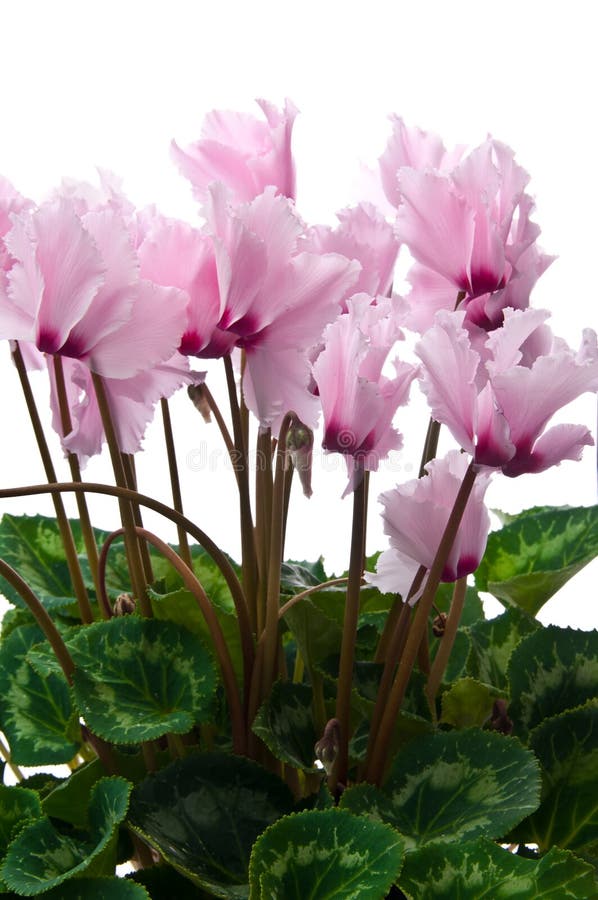 Cyklameny zdjęcie stock. Obraz złożonej z cyklameny, czerwień - 17470998