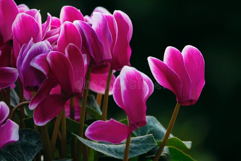 Cyklameny zdjęcie stock. Obraz złożonej z cyklameny, czerwień - 17470998