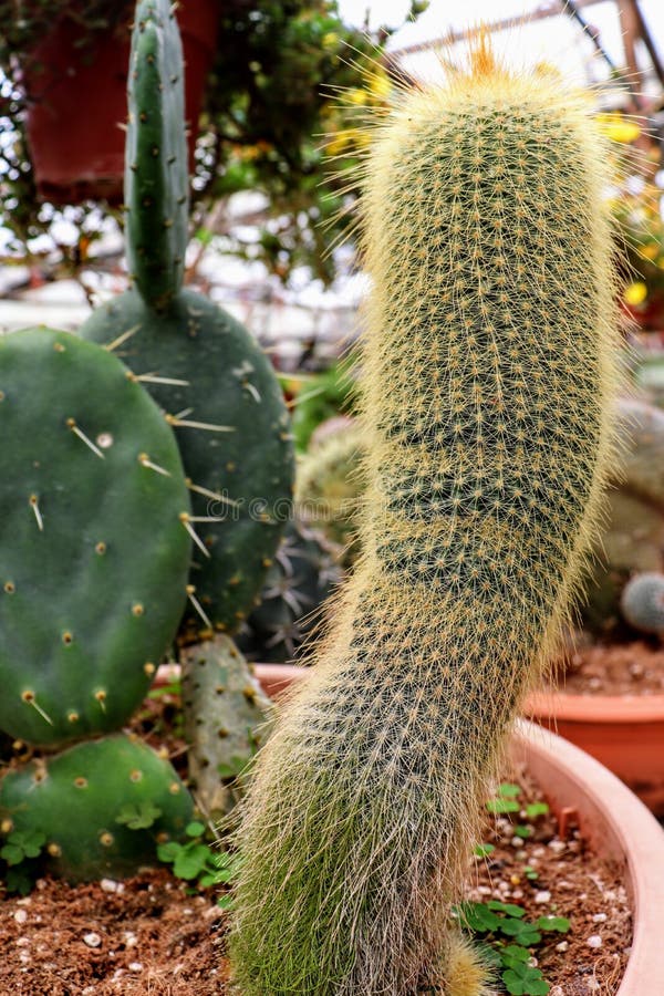 Cylinder Cactus Stock Photos - Free & Royalty-Free Stock Photos from ...