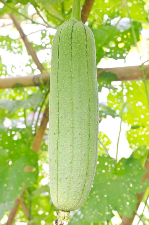 Luffa Lisse Ou Luffa Cylindrica Photo stock - Image du sain, forces ...