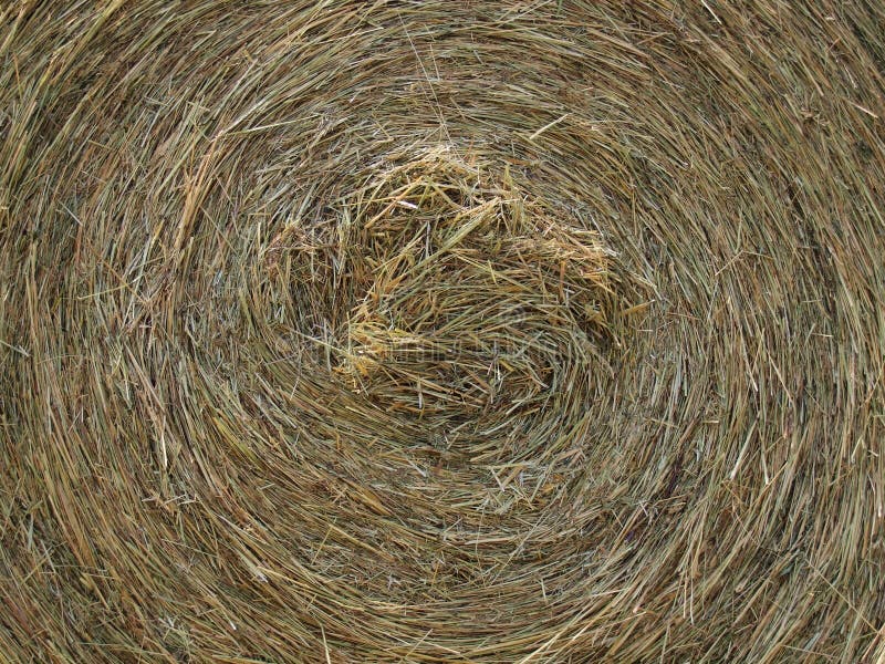 Cylindrical Bale of Hay, Close Up Stock Photo - Image of background ...