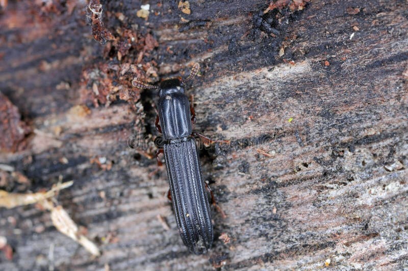 Cylindrical Bark Beetle on Dead Wood (Colydium Elongatum) Zopheridae ...