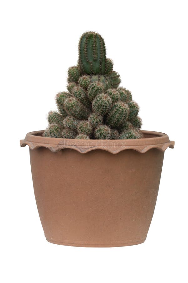 673 Cylindrical Cactus Stock Photos - Free & Royalty-Free Stock Photos ...