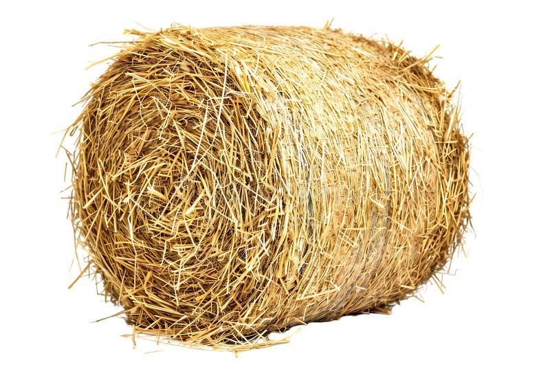 Cylindrical or Round Hay Bale Isolated Stock Photo - Image of livestock ...