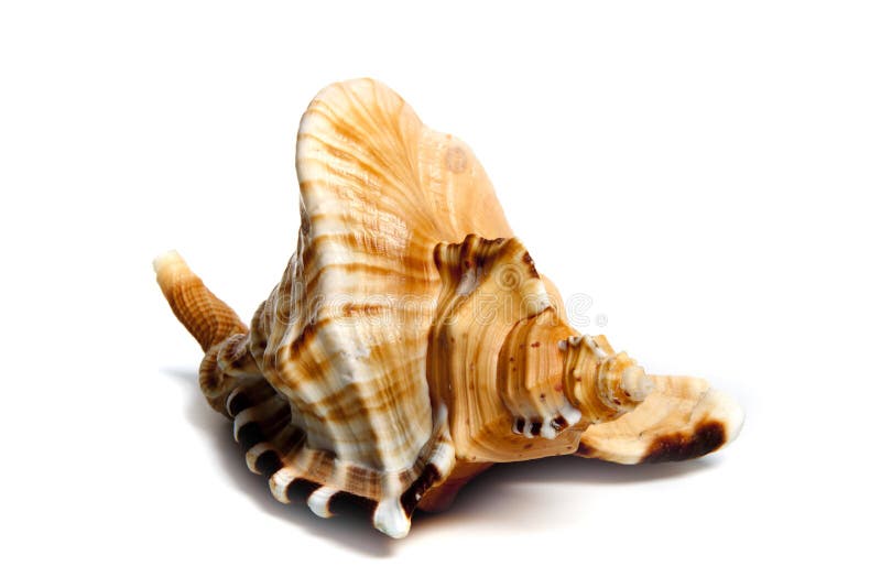 Cymatium raderi stock image. Image of collectors, invertebrate - 110941785