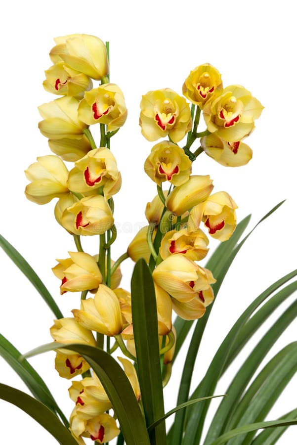 Cymbidium stock image. Image of floral, plant, bloom - 29205655