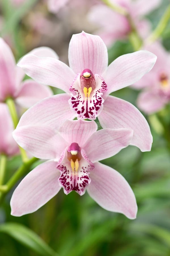 Orange Cymbidium orchids 3 stock image. Image of plant - 13747843