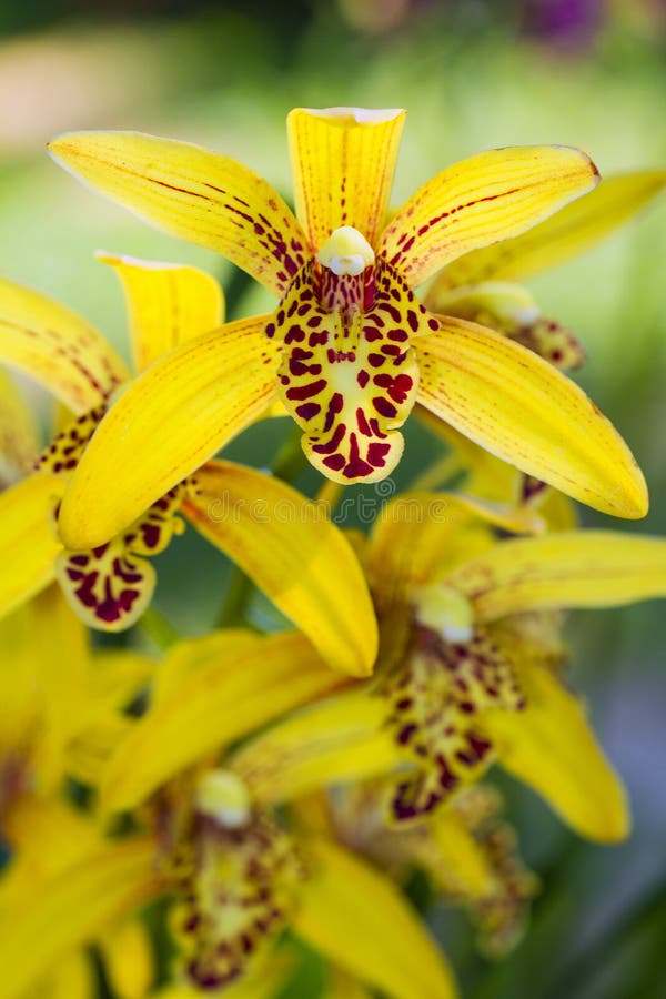 Cymbidium Chen`s Ruby stock photo. Image of forest, flower - 116851138
