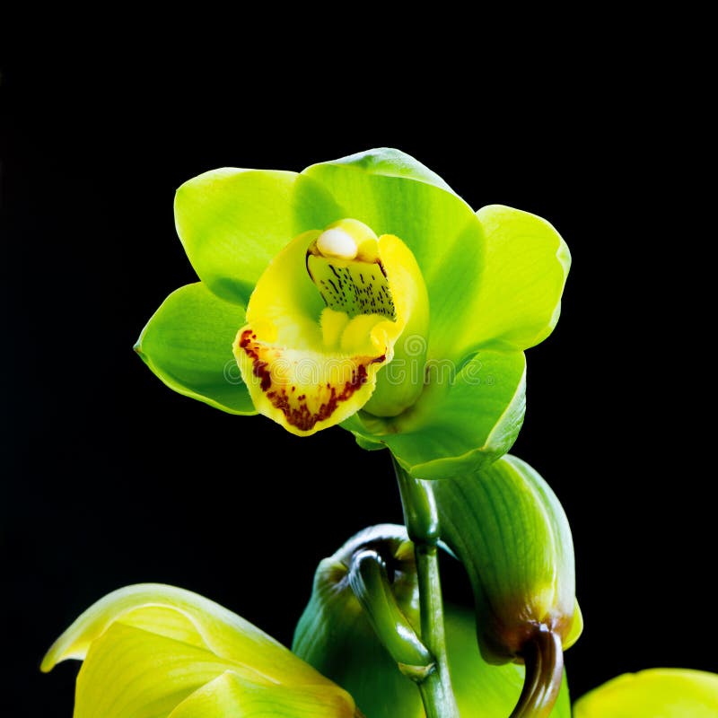 Cymbidium stock image. Image of floral, fresh, plant - 51264003 Cymbidium stock image. Image of floral, fresh, plant - 51264003