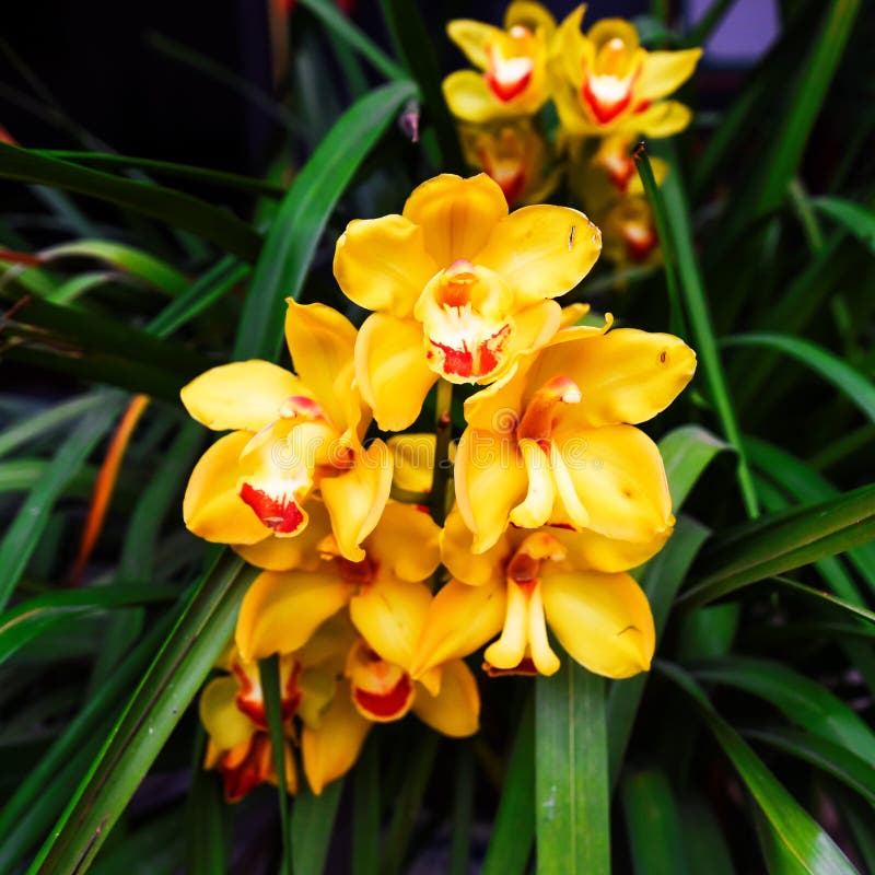 Cymbidium Insigne Rolfe Orchid Romklao Botanical Garden Under the Royal ...