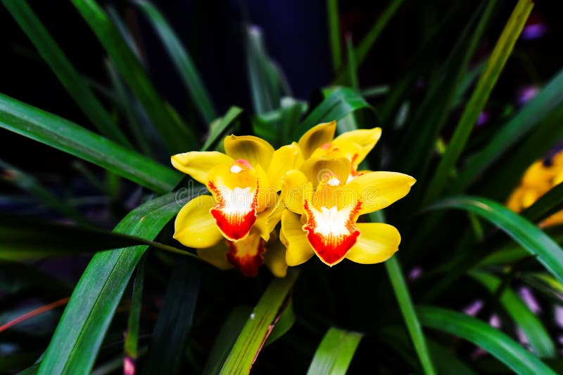 Cymbidium Insigne Rolfe Orchid Romklao Botanical Garden Under the Royal ...