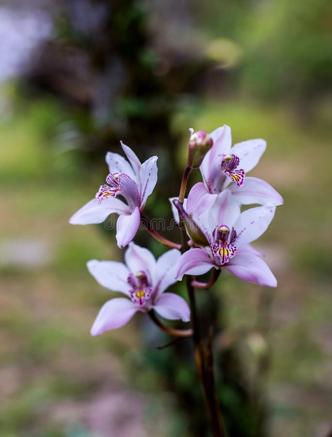 Cymbidium Insigne Rolfe Orchid Romklao Botanical Garden Under Royal ...