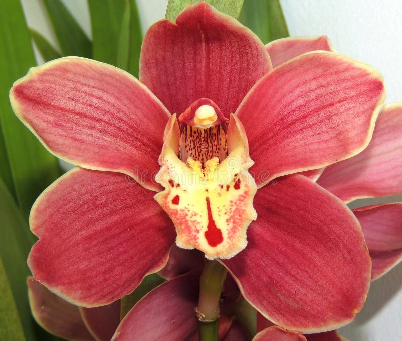 Cymbidium Orchid stock image. Image of cymbidium, flower - 27311071