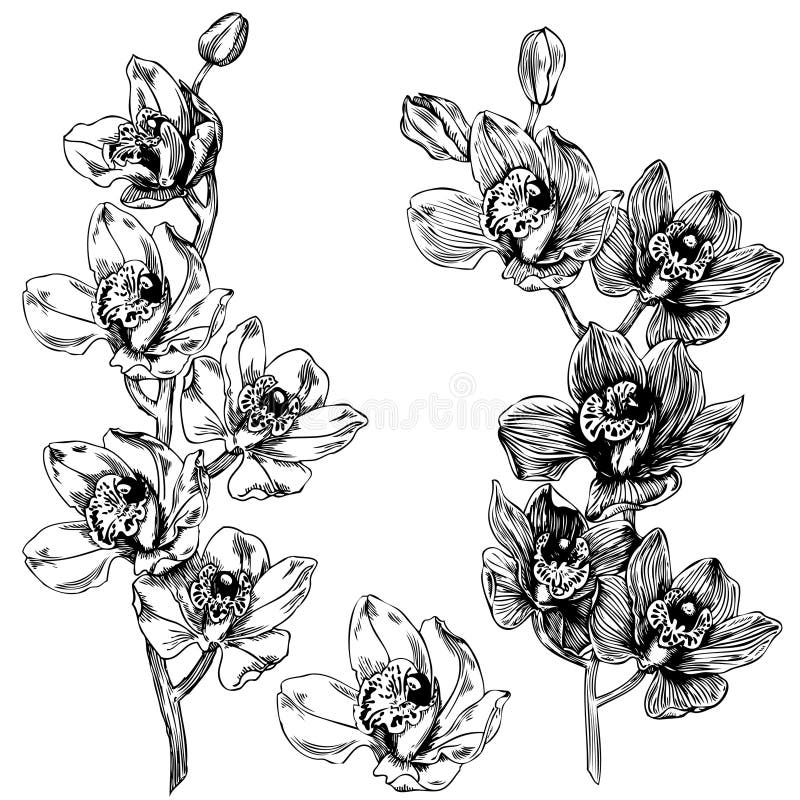 Cymbidium Orchid stock vector. Illustration of etching - 174927919