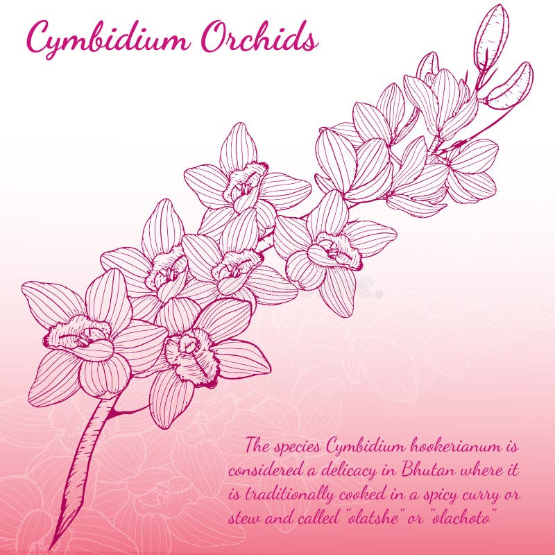 Cymbidium Orchids and Cicada, Watercolor Illustration Stock ...