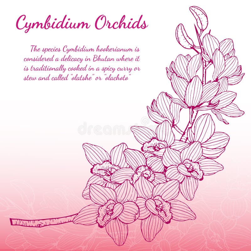 Cymbidium Orchids and Cicada, Watercolor Illustration Stock ...