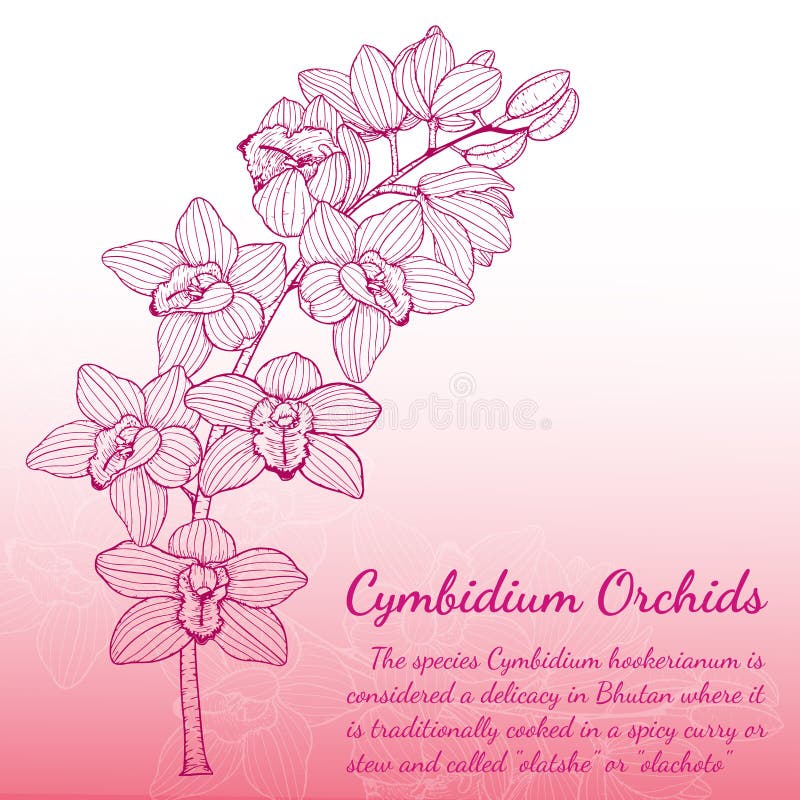 Cymbidium Orchids and Cicada, Watercolor Illustration Stock ...