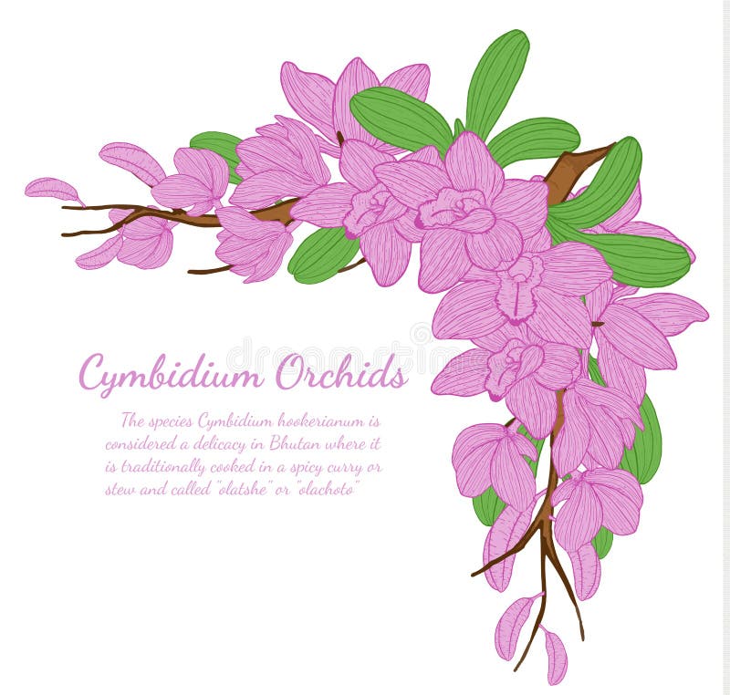 Cymbidium Orchids Card by Hand Drawing. Stock Vector - Illustration of ...