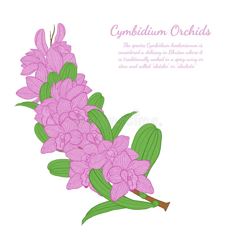 Cymbidium Orchids Card by Hand Drawing. Stock Vector - Illustration of ...