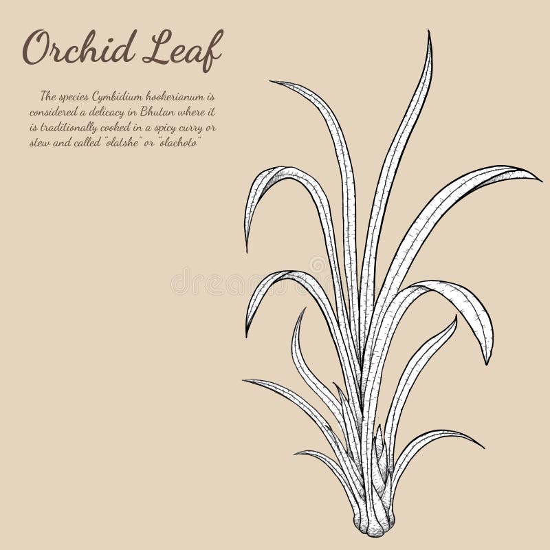 Cymbidium Orchids Leaf by Hand Drawing. Stock Vector - Illustration of ...