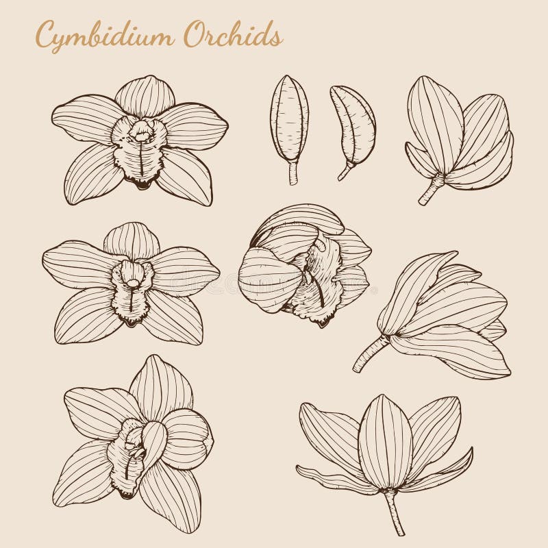 Cymbidium Orchids and Cicada, Watercolor Illustration Stock ...