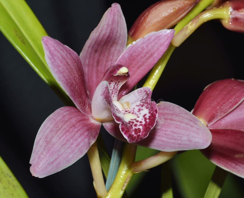 Cymbidium Red Baker Orchid stock photo. Image of baker - 53945756
