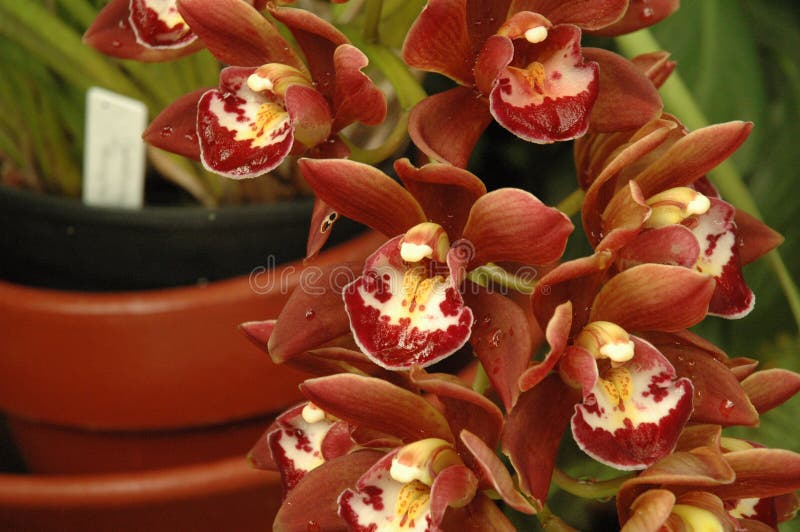 Cymbidium Rode Orchidee stock afbeelding. Image of struik - 92380641