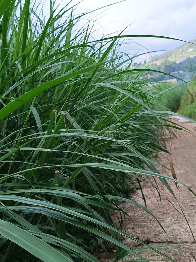 Cymbopogon Nardus (Serai Wangi, Citronella Grass, Andropogon Nardus ...
