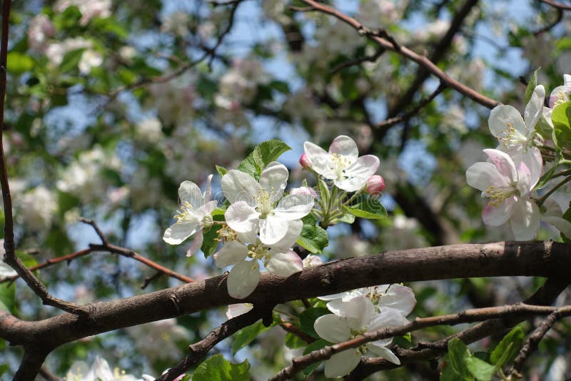 Cyme of Flowers of Apple Tree in April Stock Image - Image of garden ...