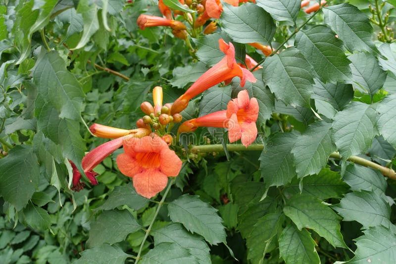 Cymose Inflorescence in the Leafage of Campsis Radicans Stock Photo - Image of vegetation, petal ...