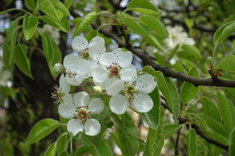 Cymose Inflorescence of Pear in April Stock Photo - Image of beautiful ...