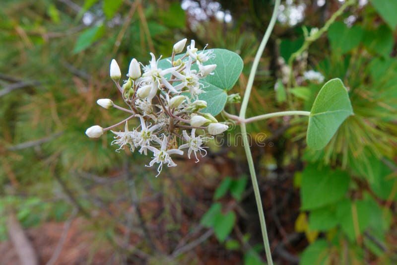 Cynanchum chinense stock photo. Image of vine, chinense - 288732478