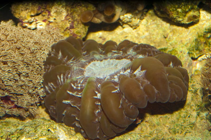 Cynarina Button, Doughnut, Flat Brain Coral Stock Photo - Image of reef ...
