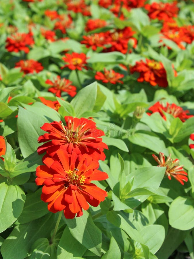 Cynia kwiat zdjęcie stock. Obraz złożonej z menchie, walentyna - 35971926