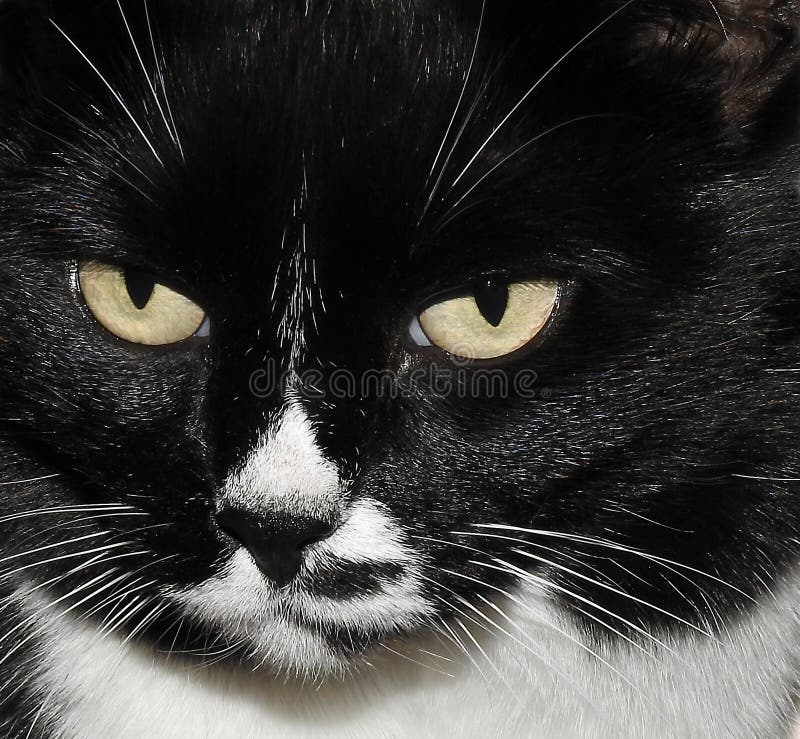 Cynical Expression of Cat stock image. Image of young - 175465887