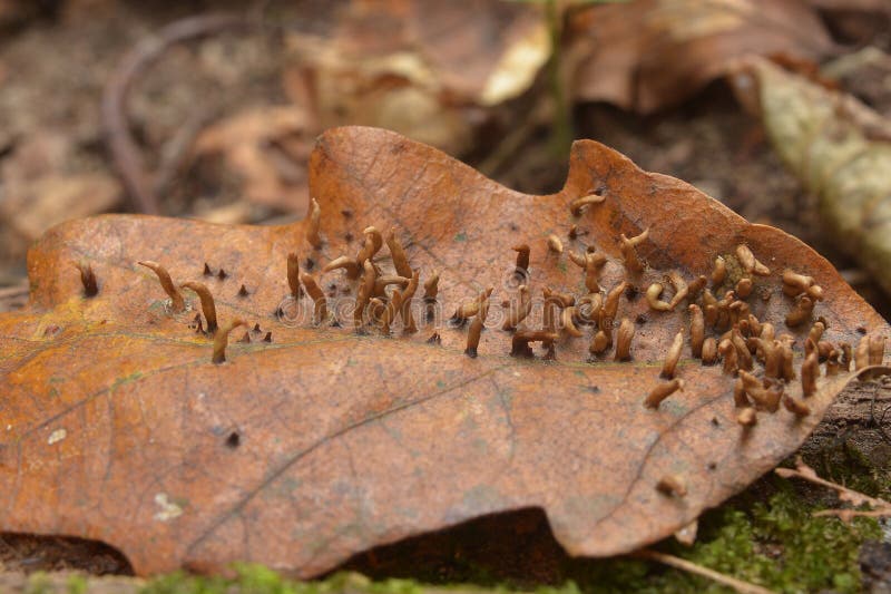Cynips cornifex gall stock photo. Image of parasitism - 102605464