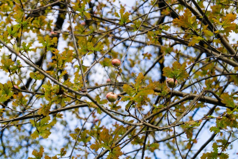 Quercus Infectoria Tree or Aleppo Oak Closeup with Branches in ...